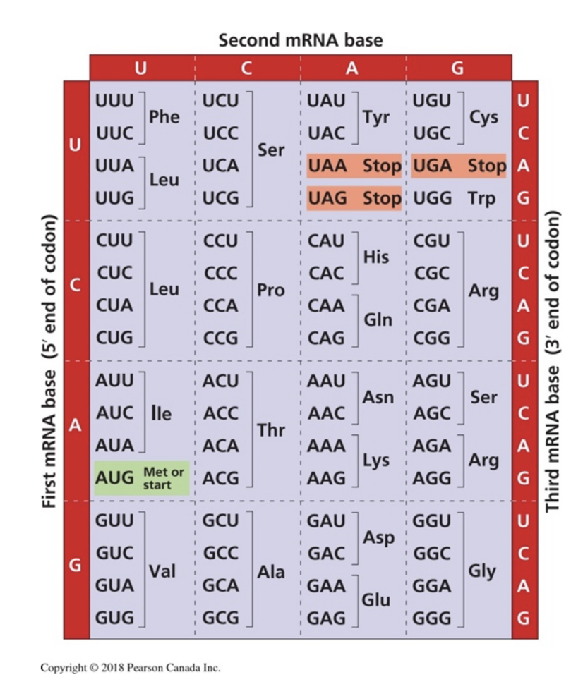 Protein Folding: An A.I. Teaching Module – Dawson AI