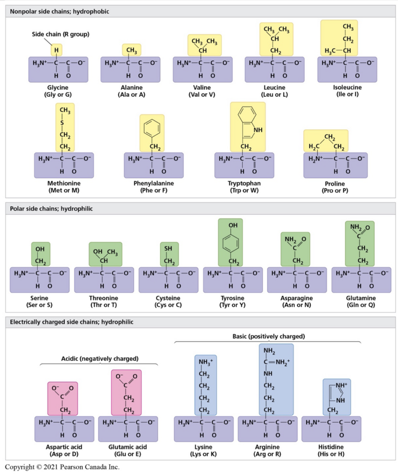 Protein Folding: An A.I. Teaching Module – Dawson AI