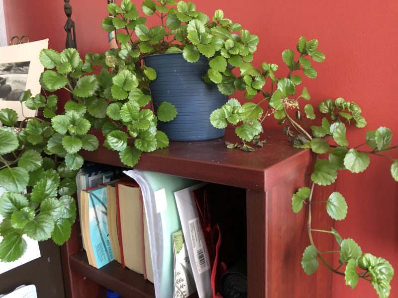 Please pick up your plants or make new arrangements for plant care ...