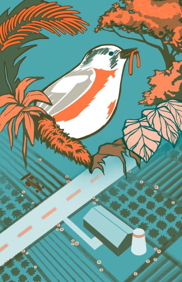 Illustration students capture flight of migratory birds – Newsroom